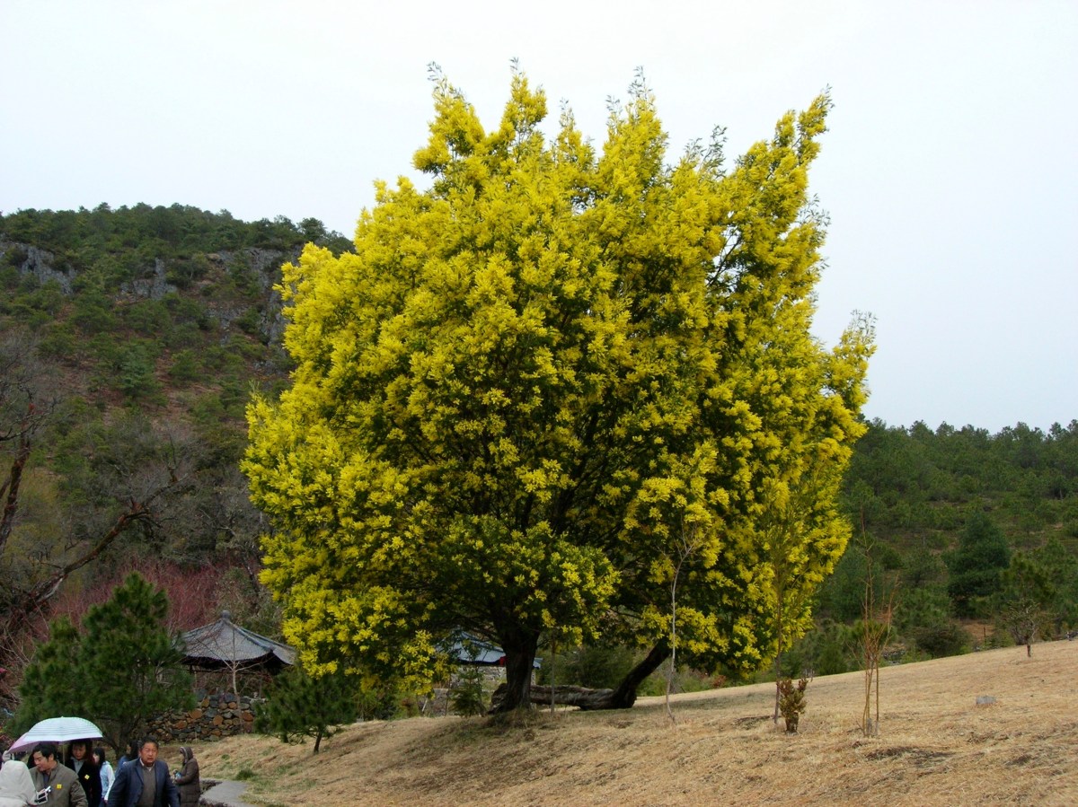 The story of a Buddhist God – Sakka (Final) – Bodhi-Bowl